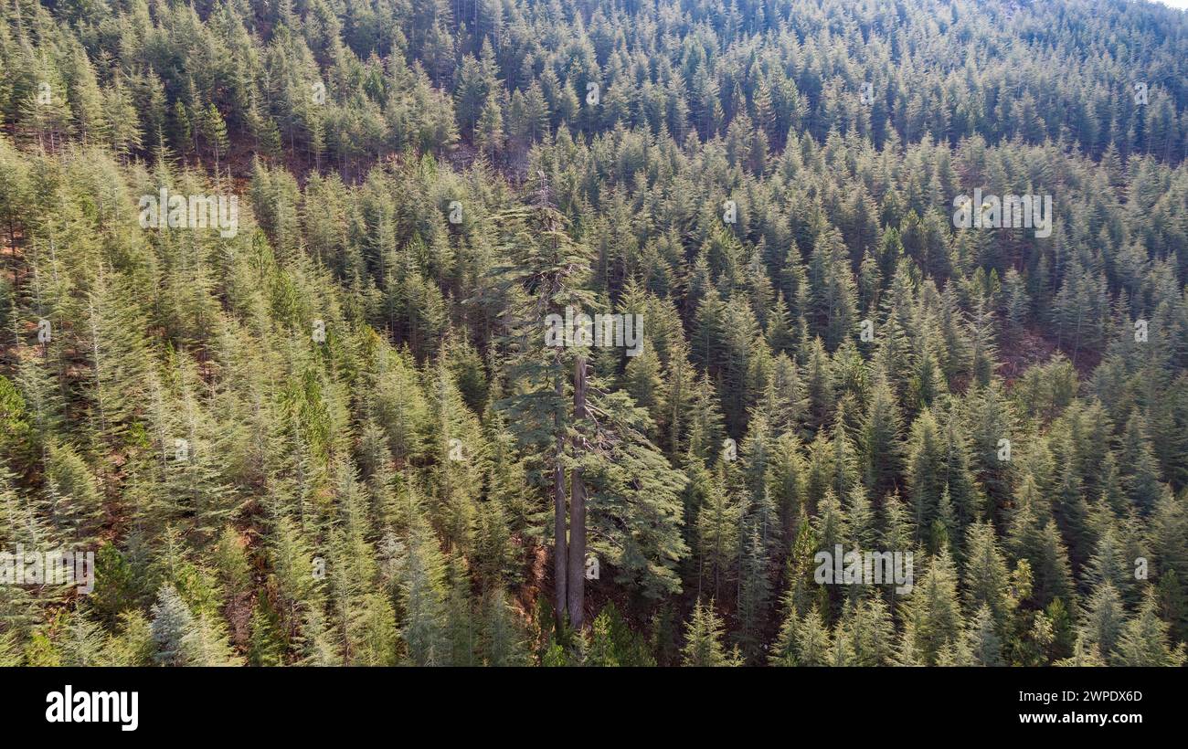 Aerial view of a 530 years old and 49 metres tall old cedar tree in a ...