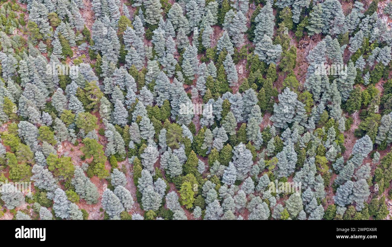 Aerial view of cedar and pine trees Stock Photo - Alamy