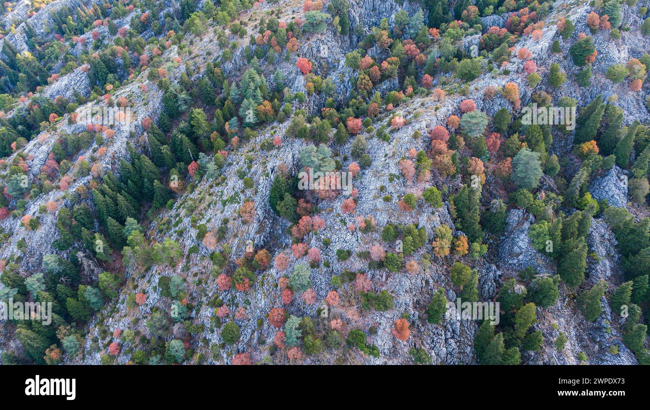 Trees with colourful leaves among cedar trees in a rocky area in autumn ...