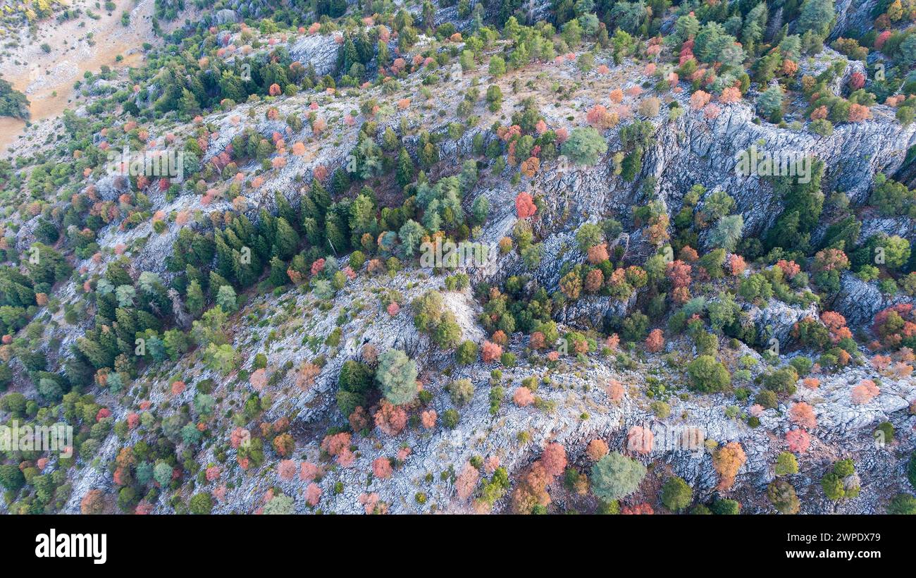 Trees with colourful leaves among cedar trees in a rocky area in autumn ...