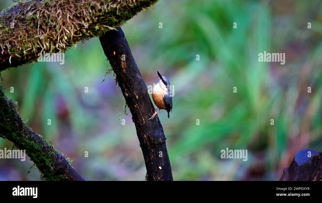 Nuthatch nature photo and image hi-res stock photography and images - Alamy