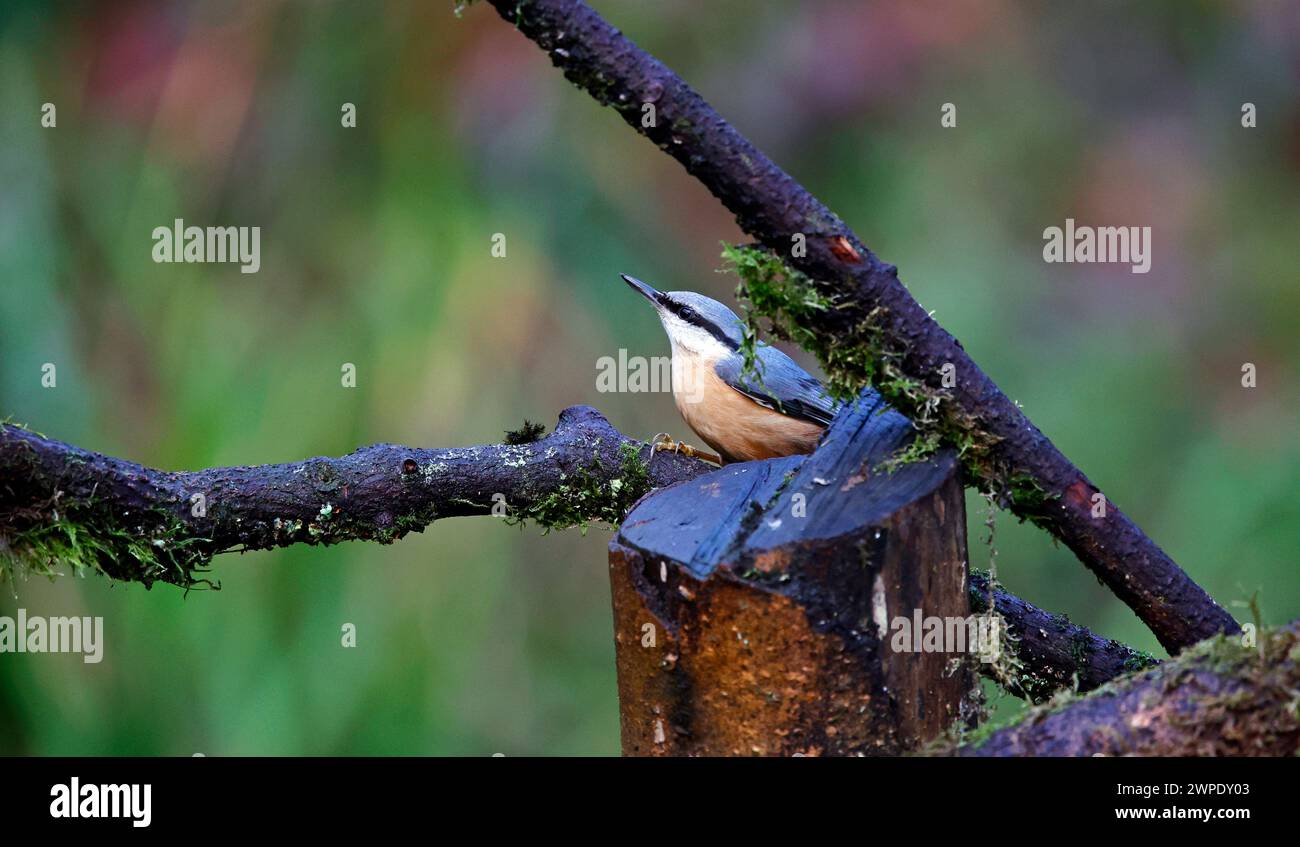 Nuthatches hi-res stock photography and images - Alamy