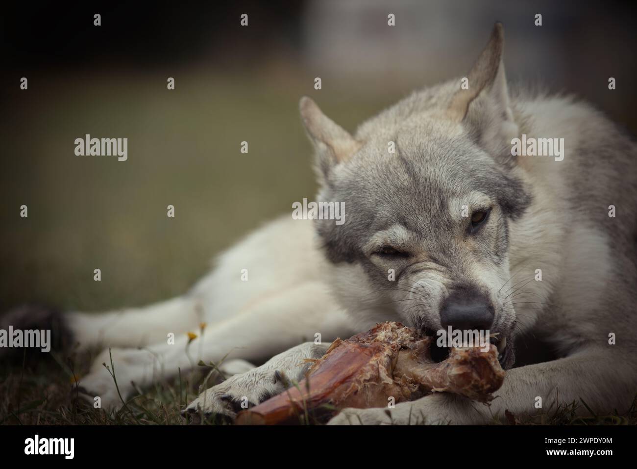 Wolf canis lupus bone in hi-res stock photography and images - Alamy