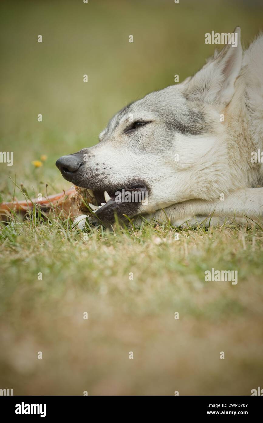 Youth male of czechoslovak wolfdog eating bone outdoor in nature Stock ...