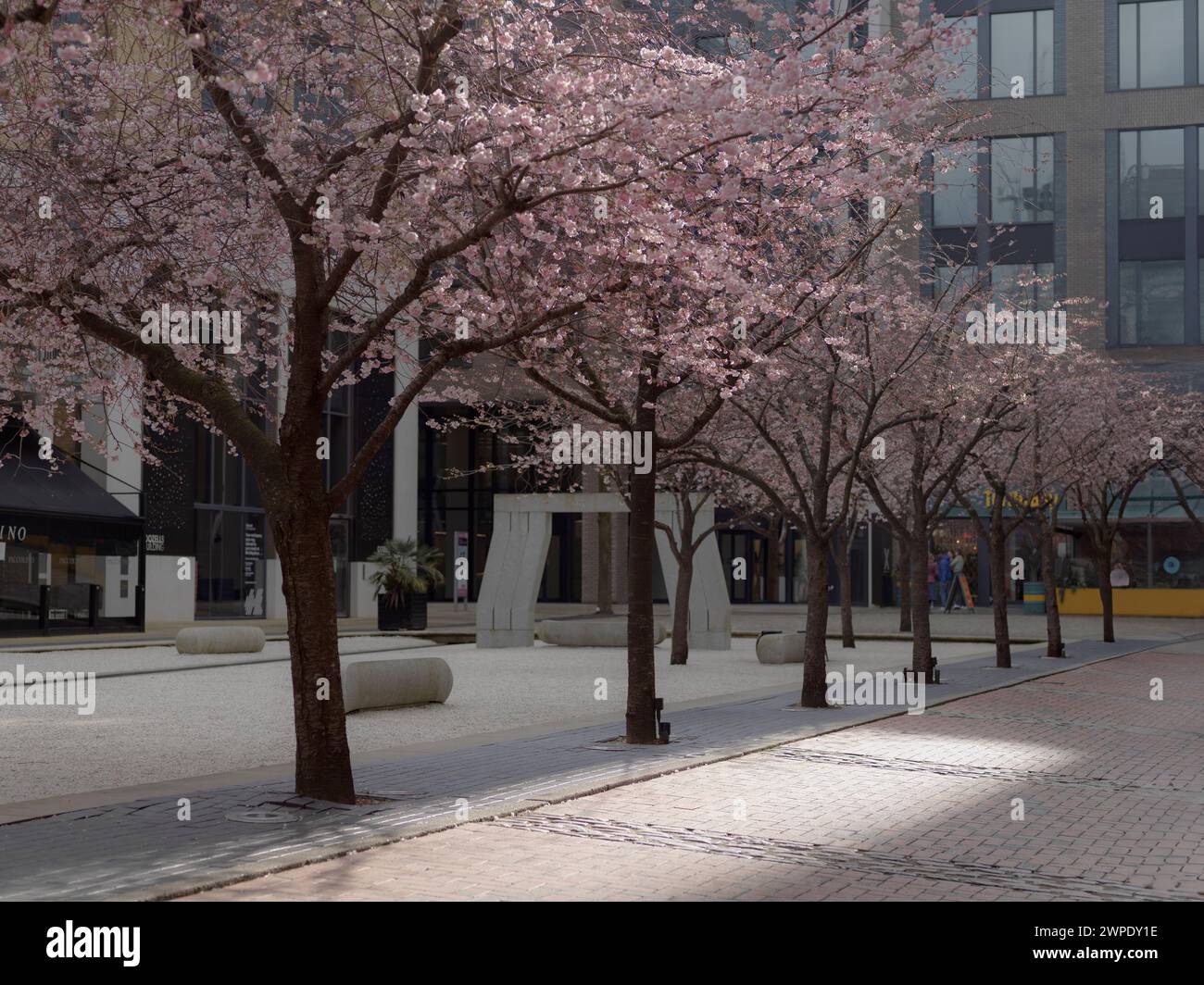 Blossom trees in Birmingham City Centre, UK Stock Photo - Alamy