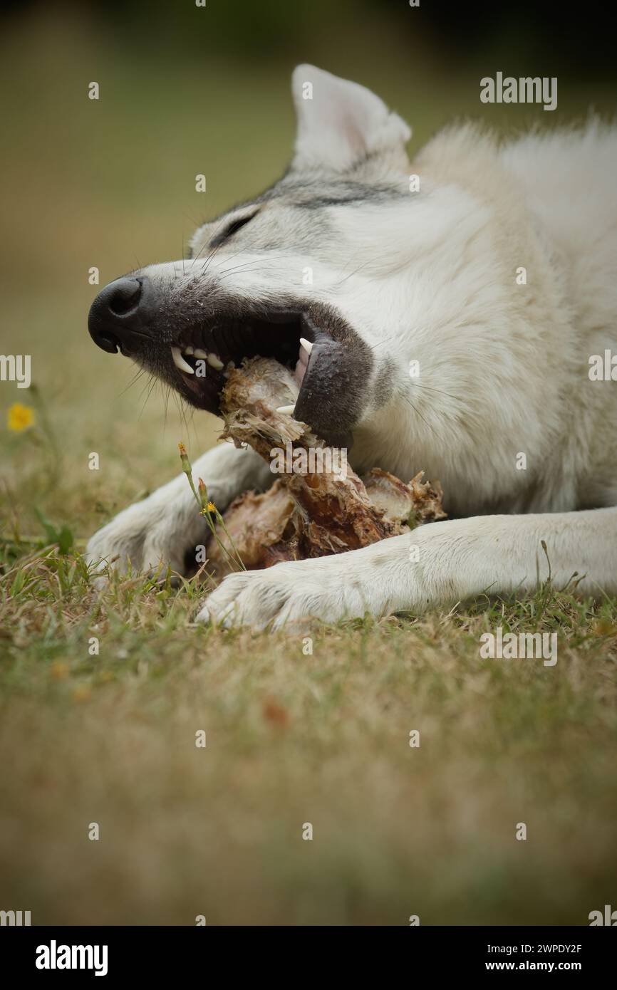 Wolf canis lupus bone in hi-res stock photography and images - Alamy