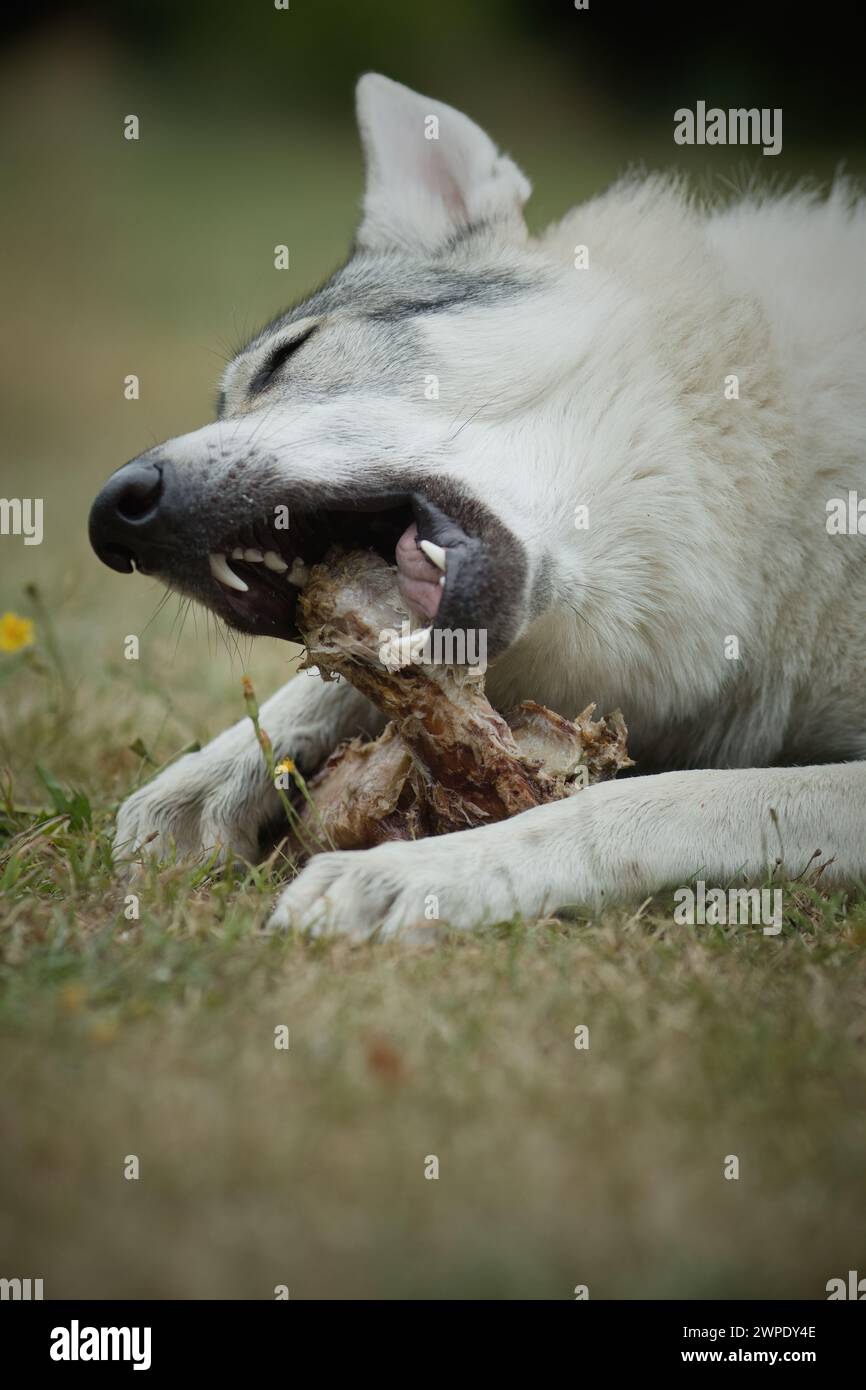 Wolf canis lupus bone in hi-res stock photography and images - Alamy