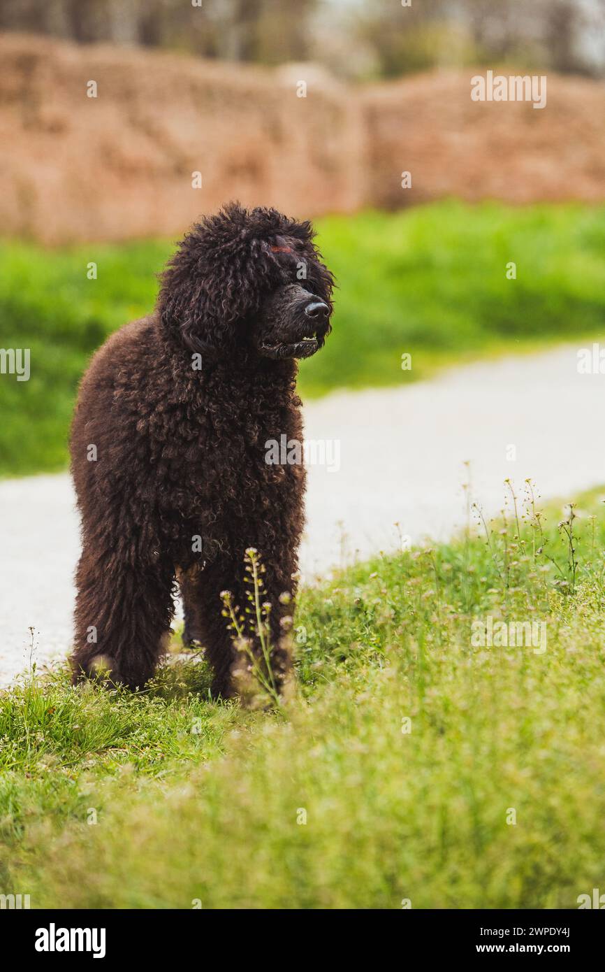 A majestic black poodle pauses mid-walk to survey its surroundings, the ...
