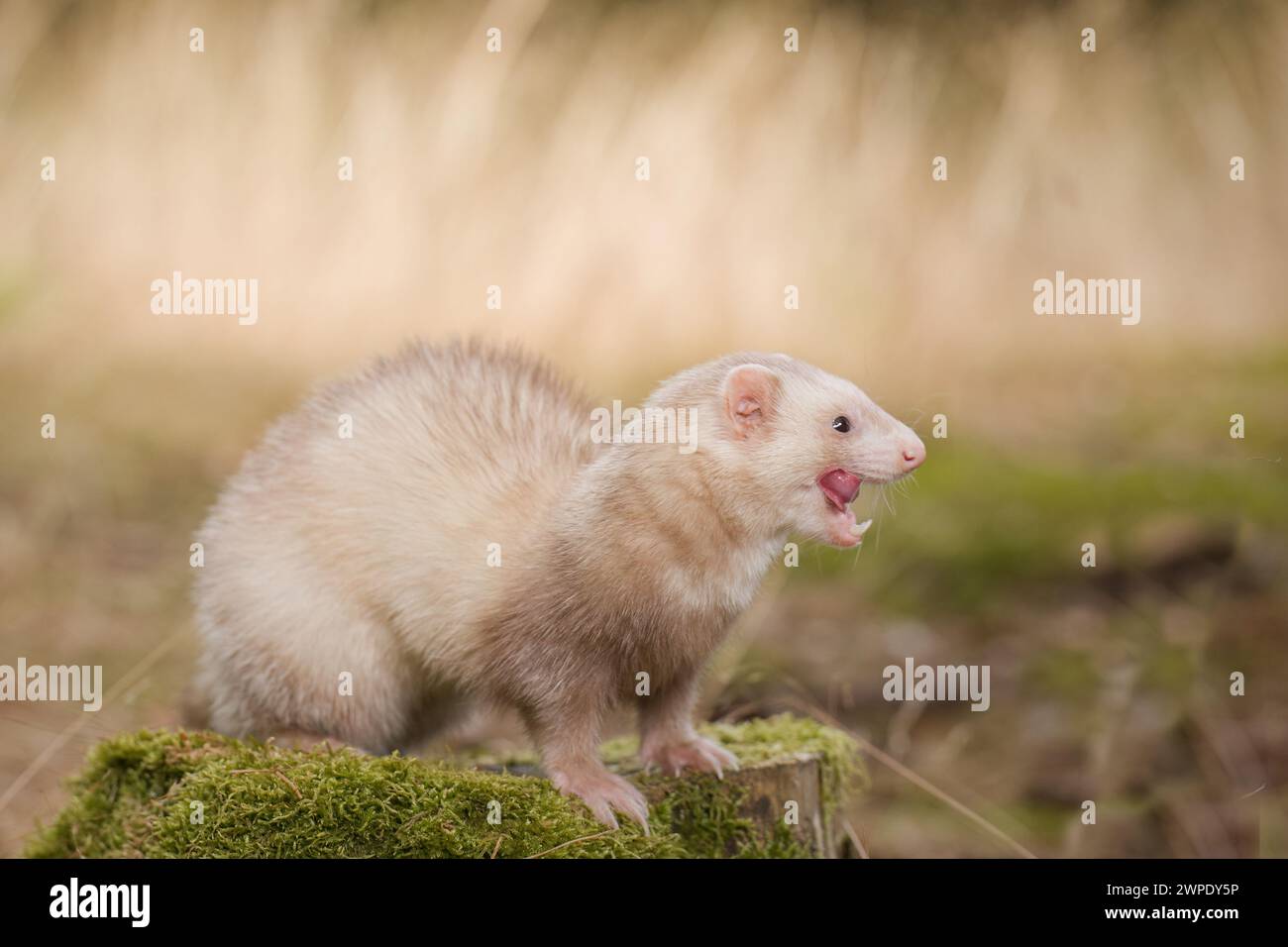Champagne ferret posing on forest pathway and stump with grass on ...