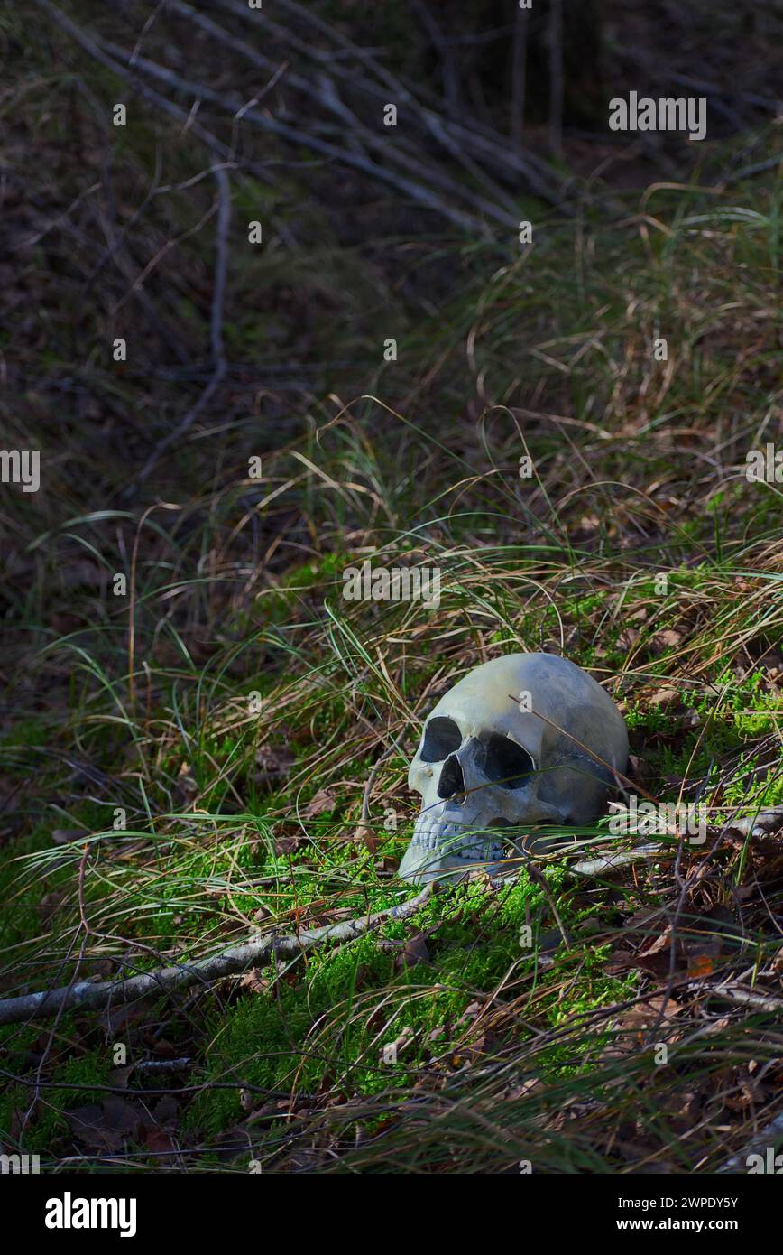 A Human skull (replica) laying partly hidden in the grass on the side ...