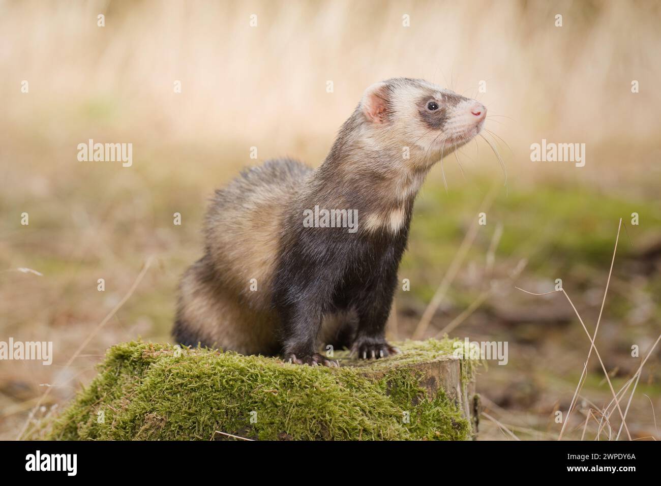 Standard color ferret posing on forest pathway and stump Stock Photo ...