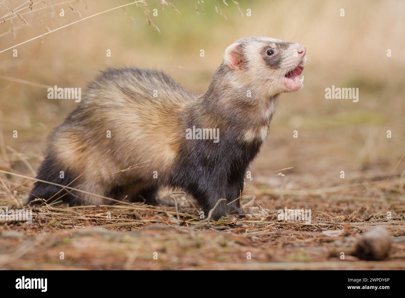 Standard color ferret posing on forest pathway and stump Stock Photo ...