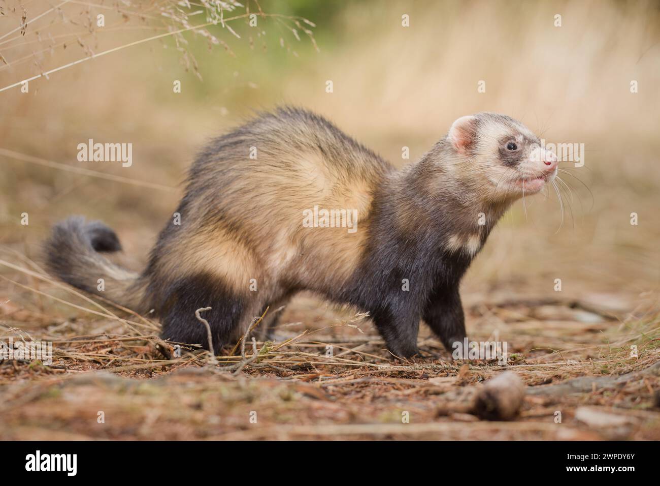 Standard color ferret posing on forest pathway and stump Stock Photo ...