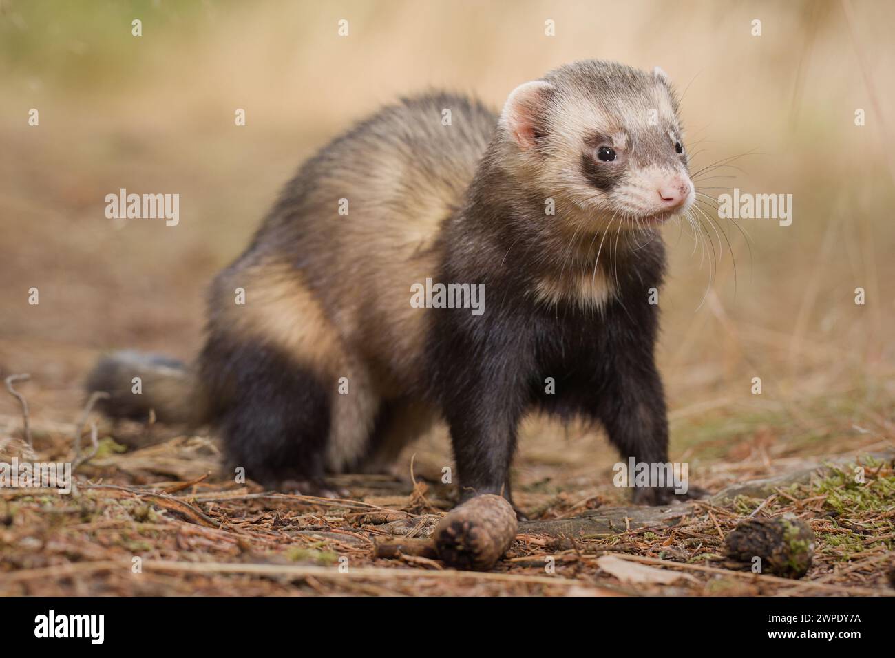 Standard color ferret posing on forest pathway and stump Stock Photo ...