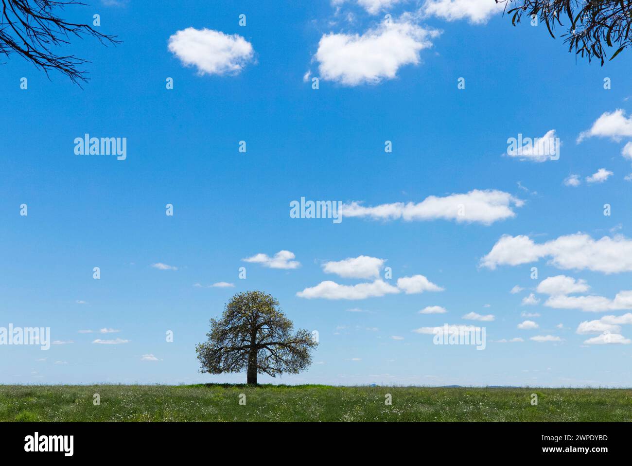 Lone Queensland Bottle tree growing in a forest cleared field near ...