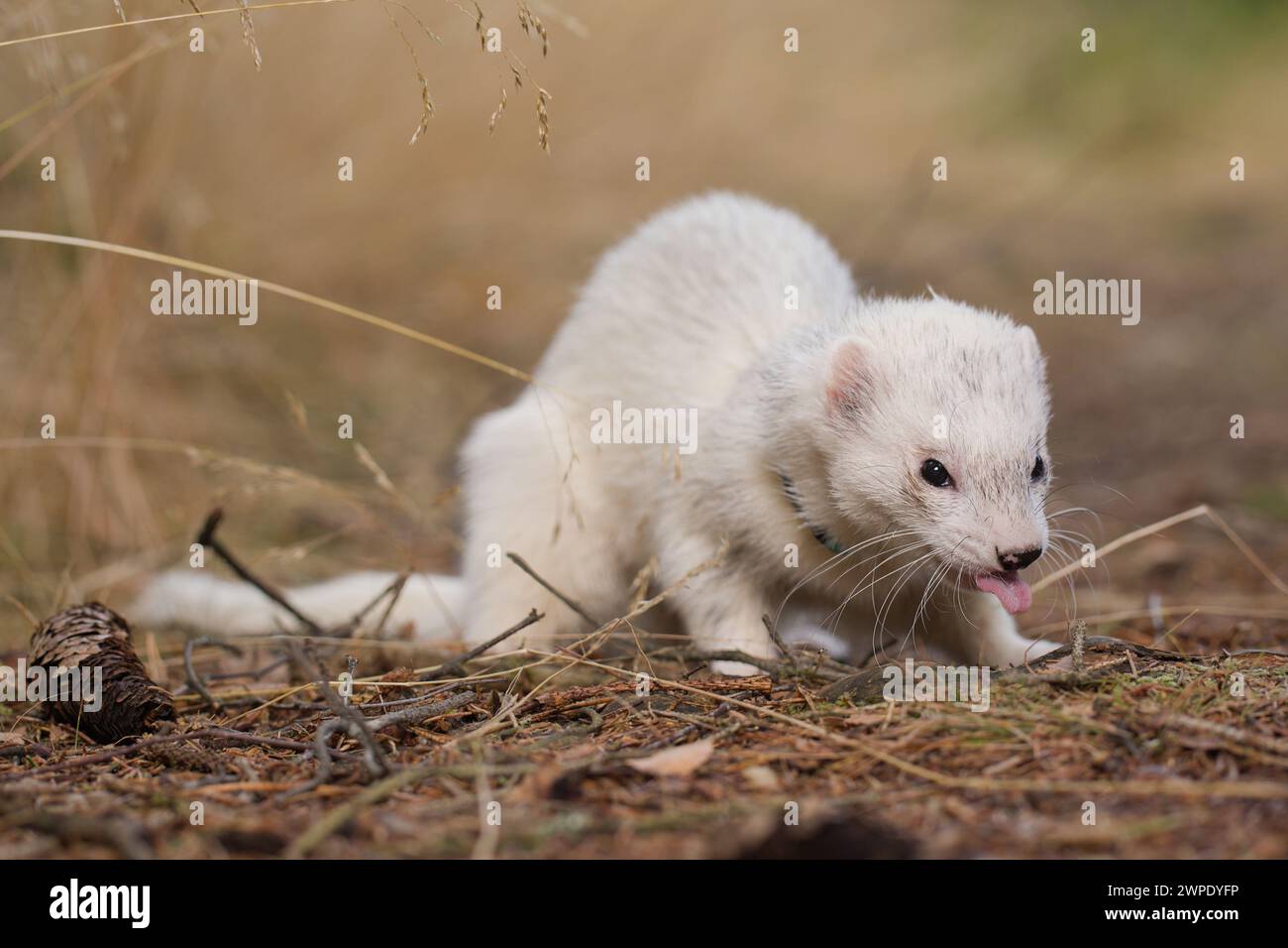 Ferret with white fur posing on forest pathway and stump Stock Photo ...