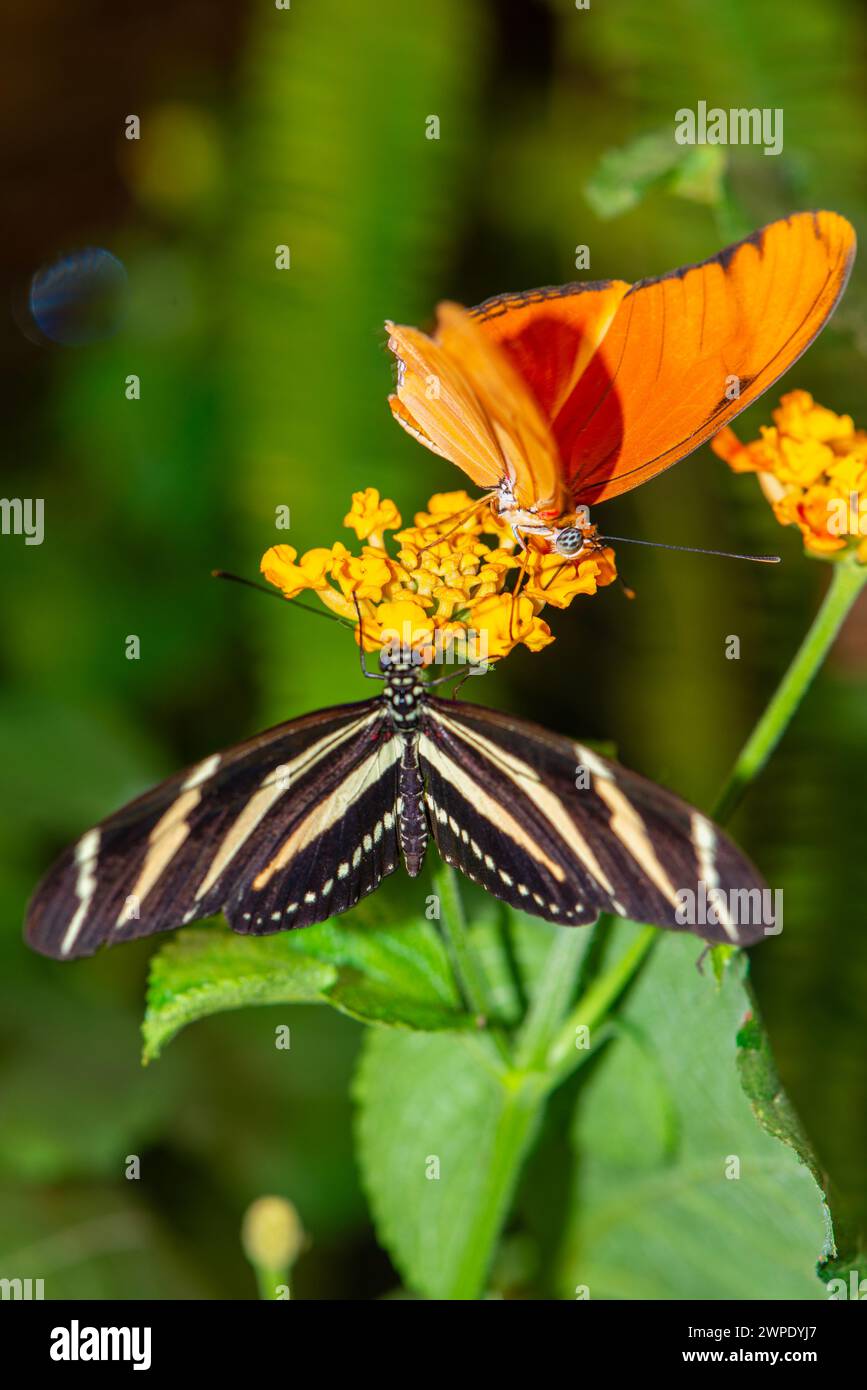 butterflies of different species from the butterfly museum in an exotic ...