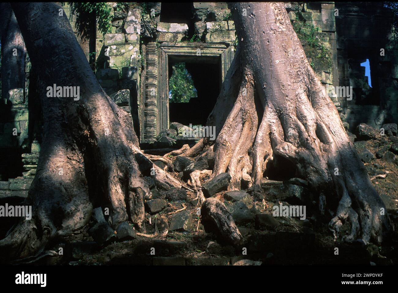 Ruins with tree roots, taken in 1997, Ta Prohm, Angkor Wat complex ...