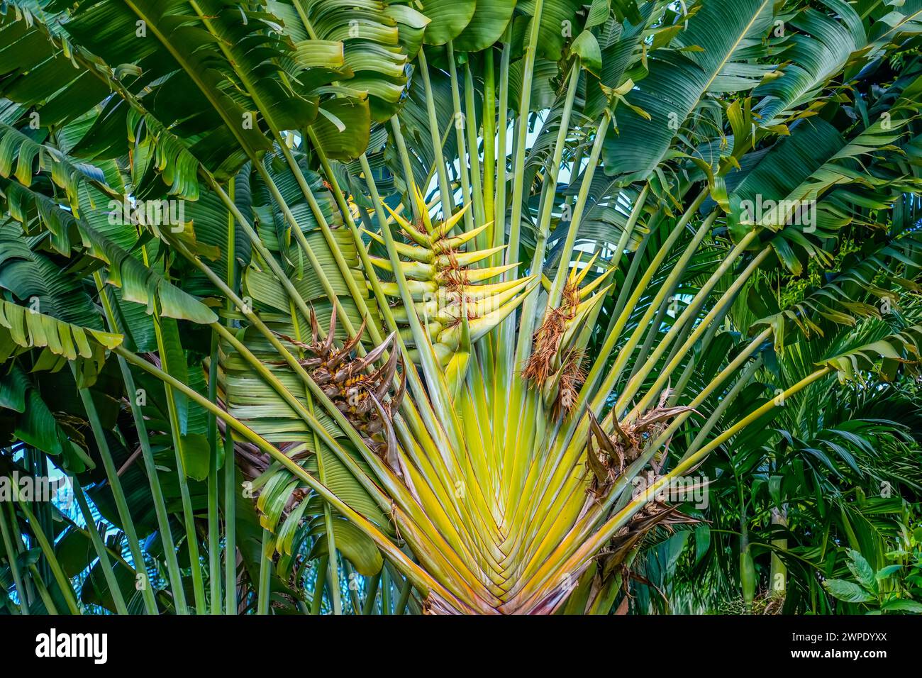 Large spreading crown Ravenala plant of the tropical zone Stock Photo ...