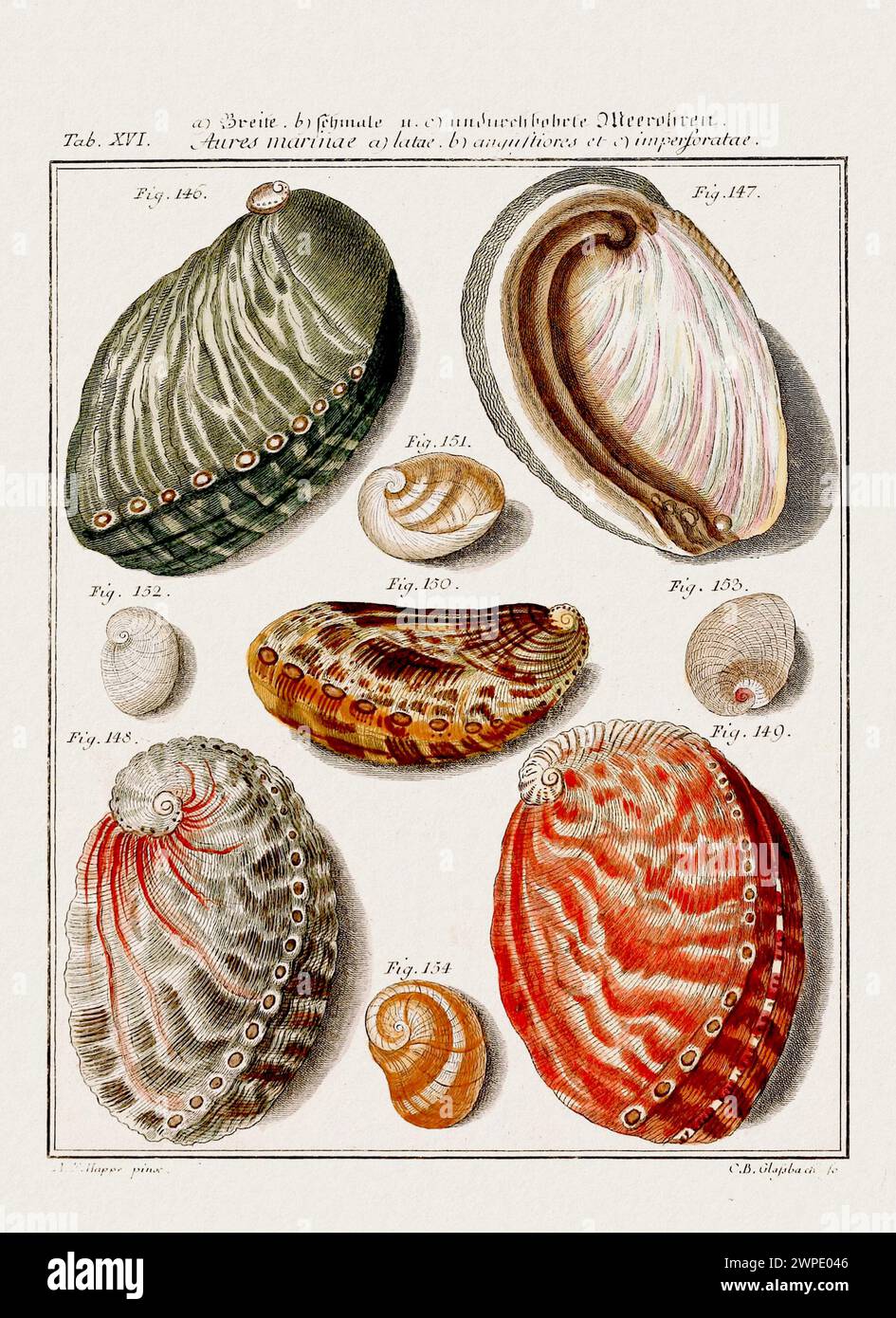 Ocean life scientific illustration hi-res stock photography and images ...