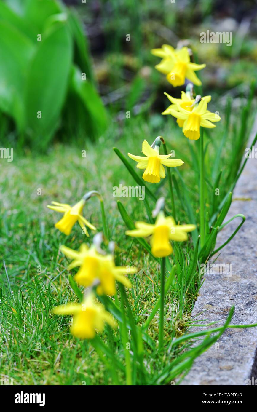 Native english daffodils hi-res stock photography and images - Alamy