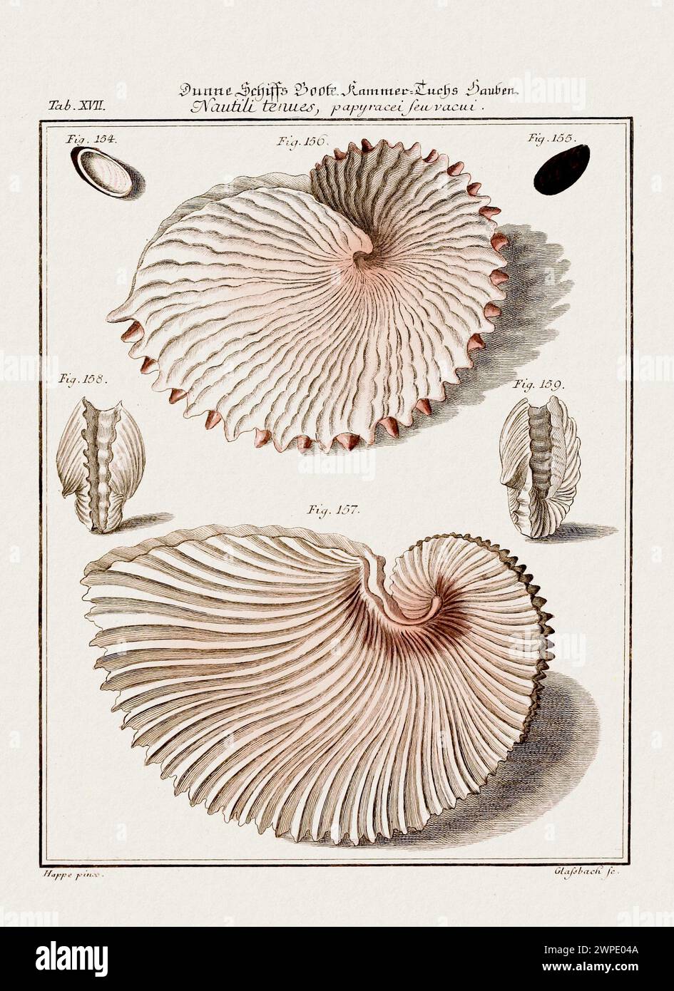 Vintage seashell illustration. German zoological art from the 18th ...
