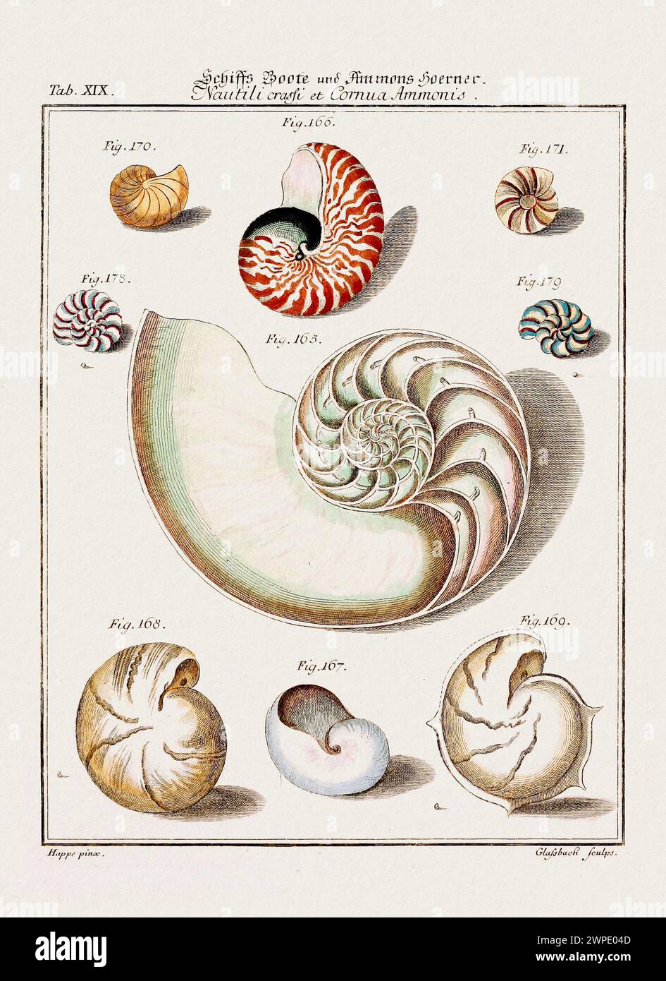 Vintage seashell illustration. German zoological art from the 18th ...