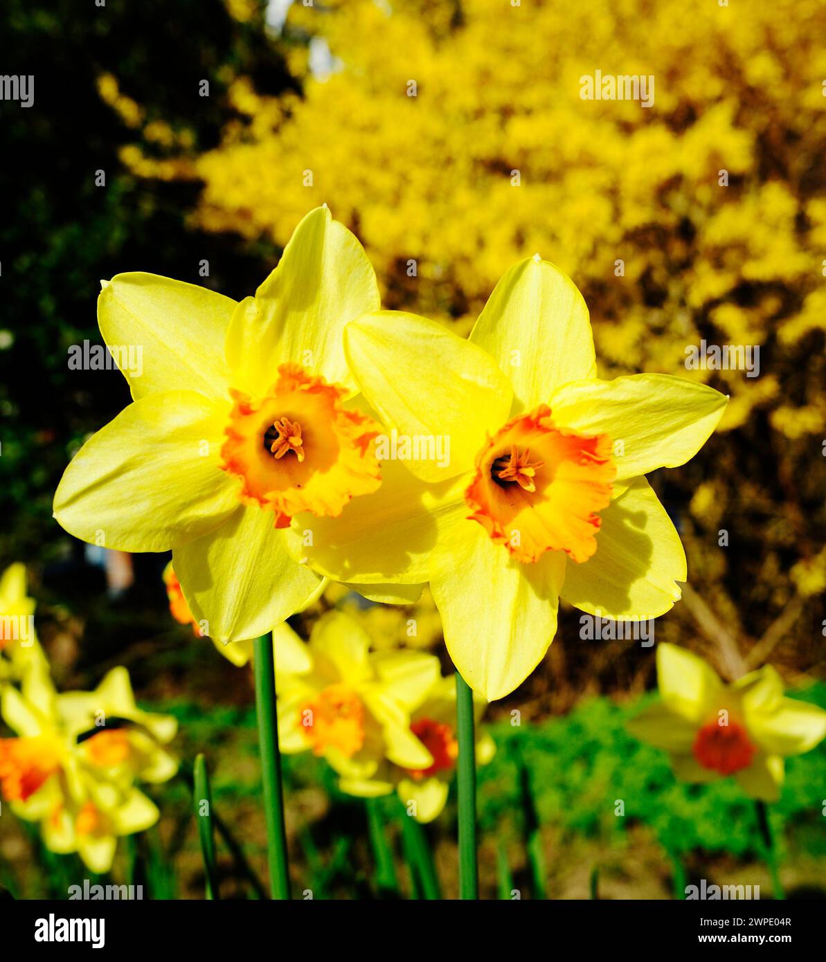 Native english daffodils hi-res stock photography and images - Alamy