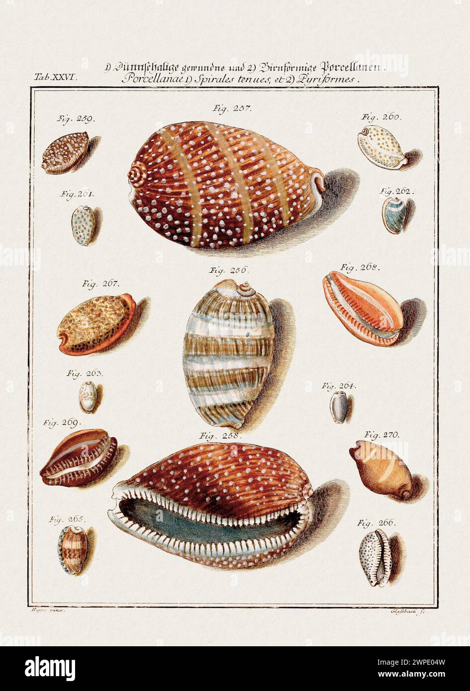 Vintage seashell illustration. German zoological art from the 18th ...