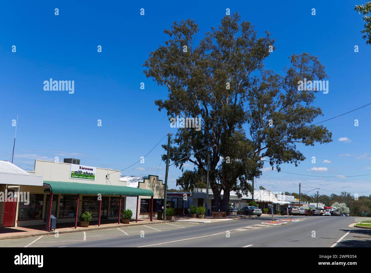 Famous tree marked by Frederich Wilhelm Ludwig Leichhardt (1813-1848 ...