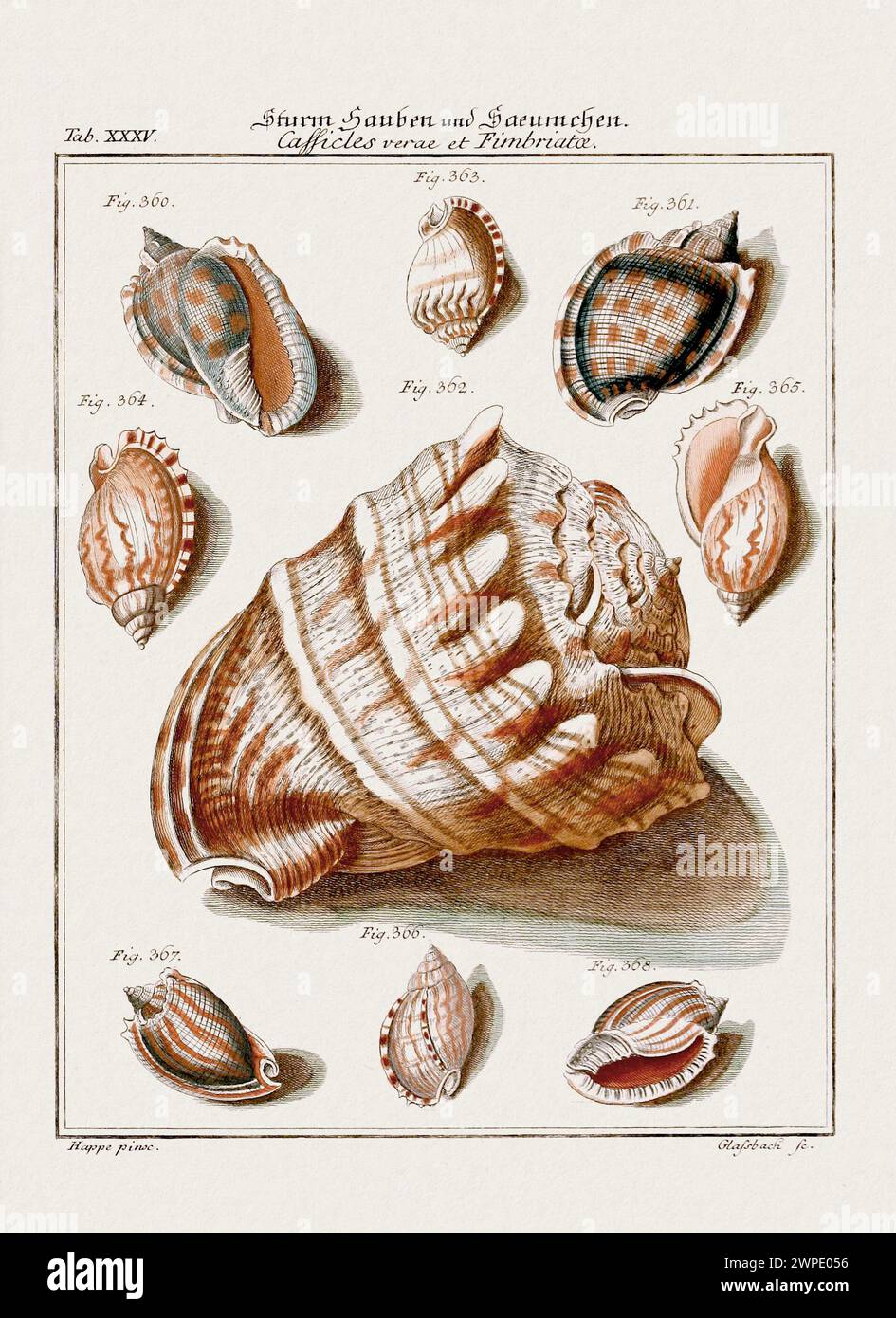 Vintage seashell illustration. German zoological art from the 18th ...