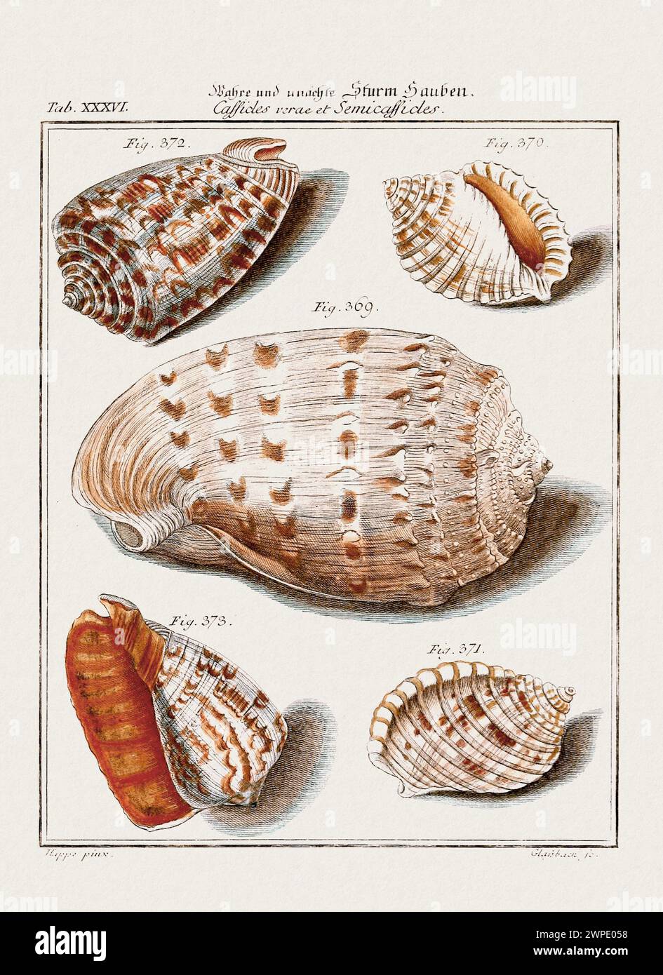 Vintage seashell illustration. German zoological art from the 18th ...