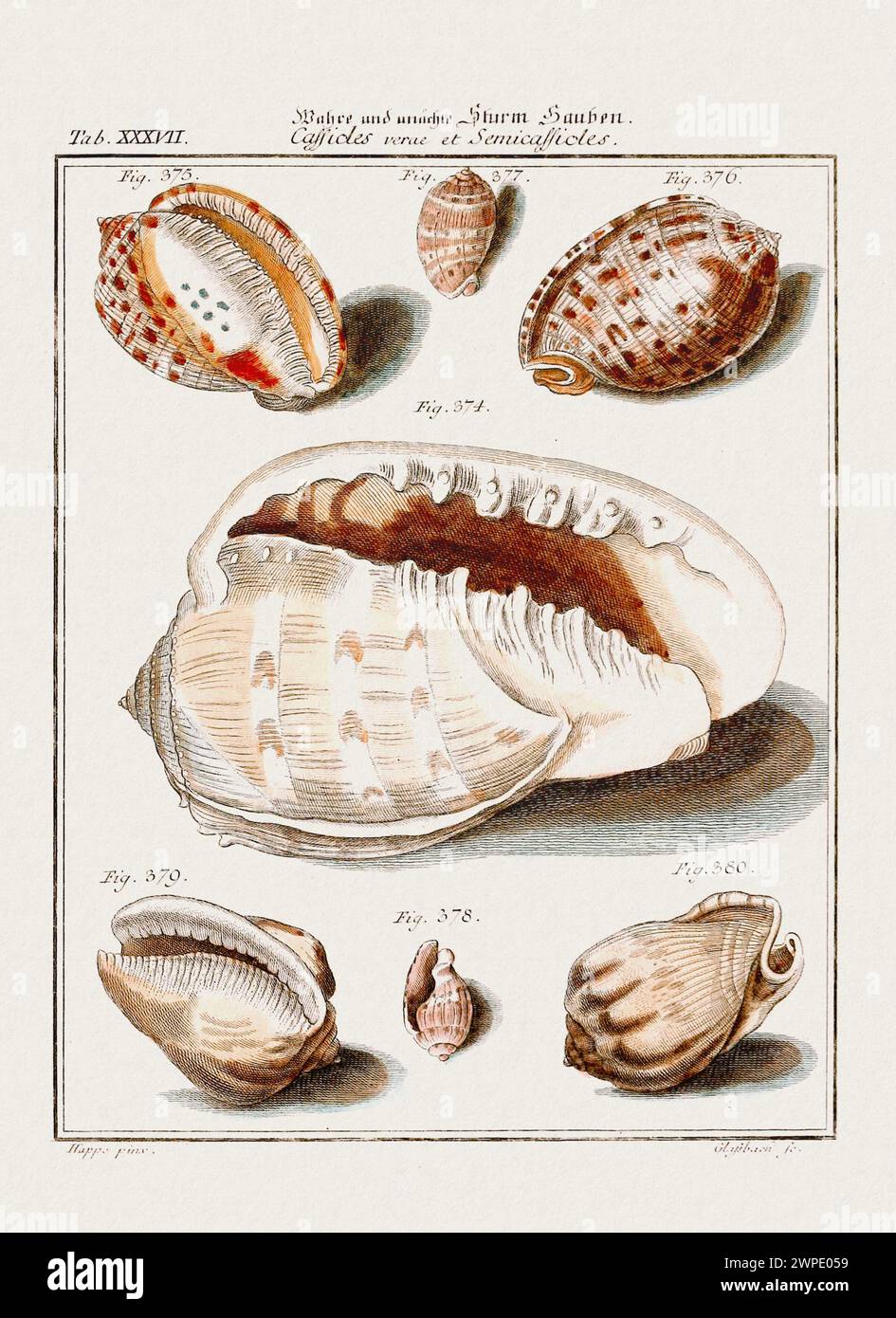 Vintage seashell illustration. German zoological art from the 18th ...