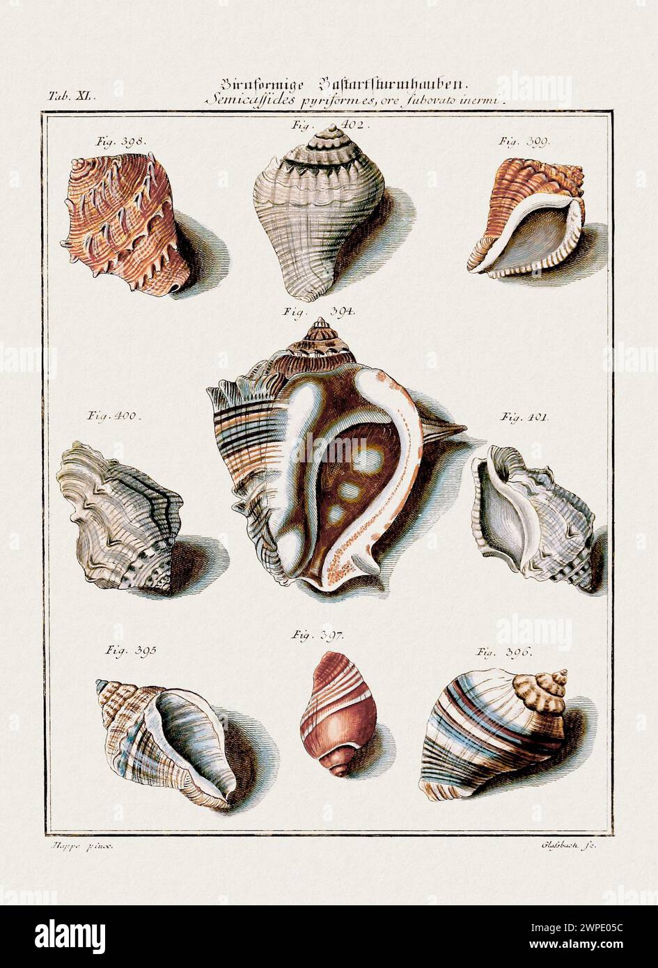 Vintage seashell illustration. German zoological art from the 18th ...