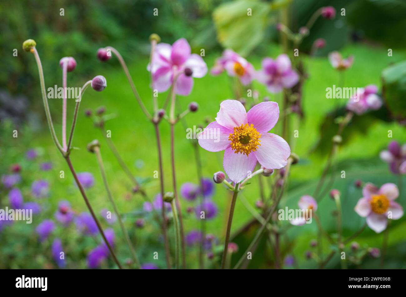 Japanese anemone flowers in backyard garden 2 Stock Photo - Alamy