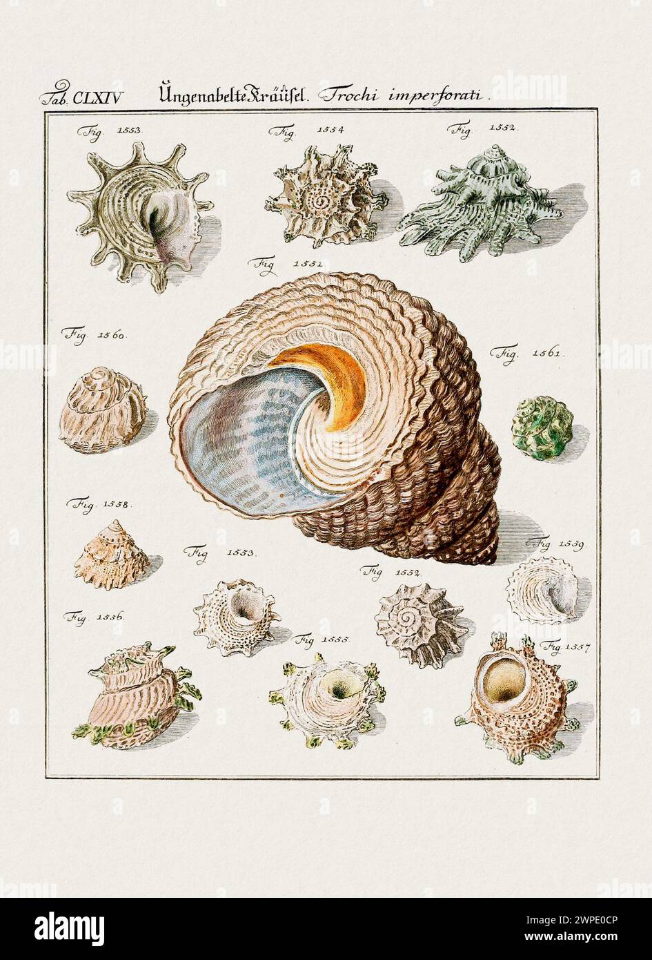 Vintage seashell illustration. German zoological art from the 18th ...