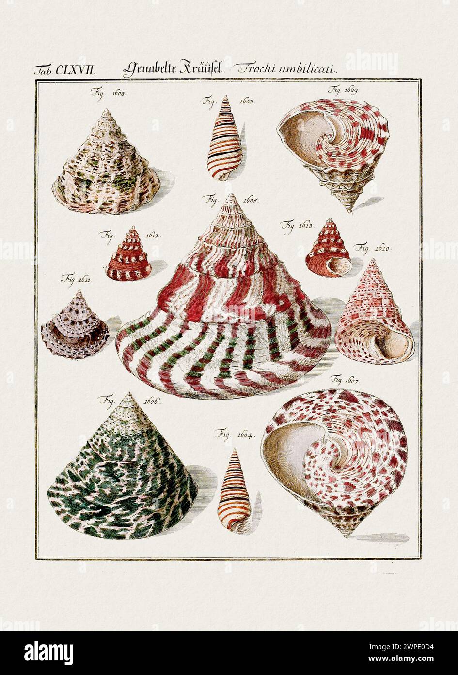 Vintage seashell illustration. German zoological art from the 18th ...