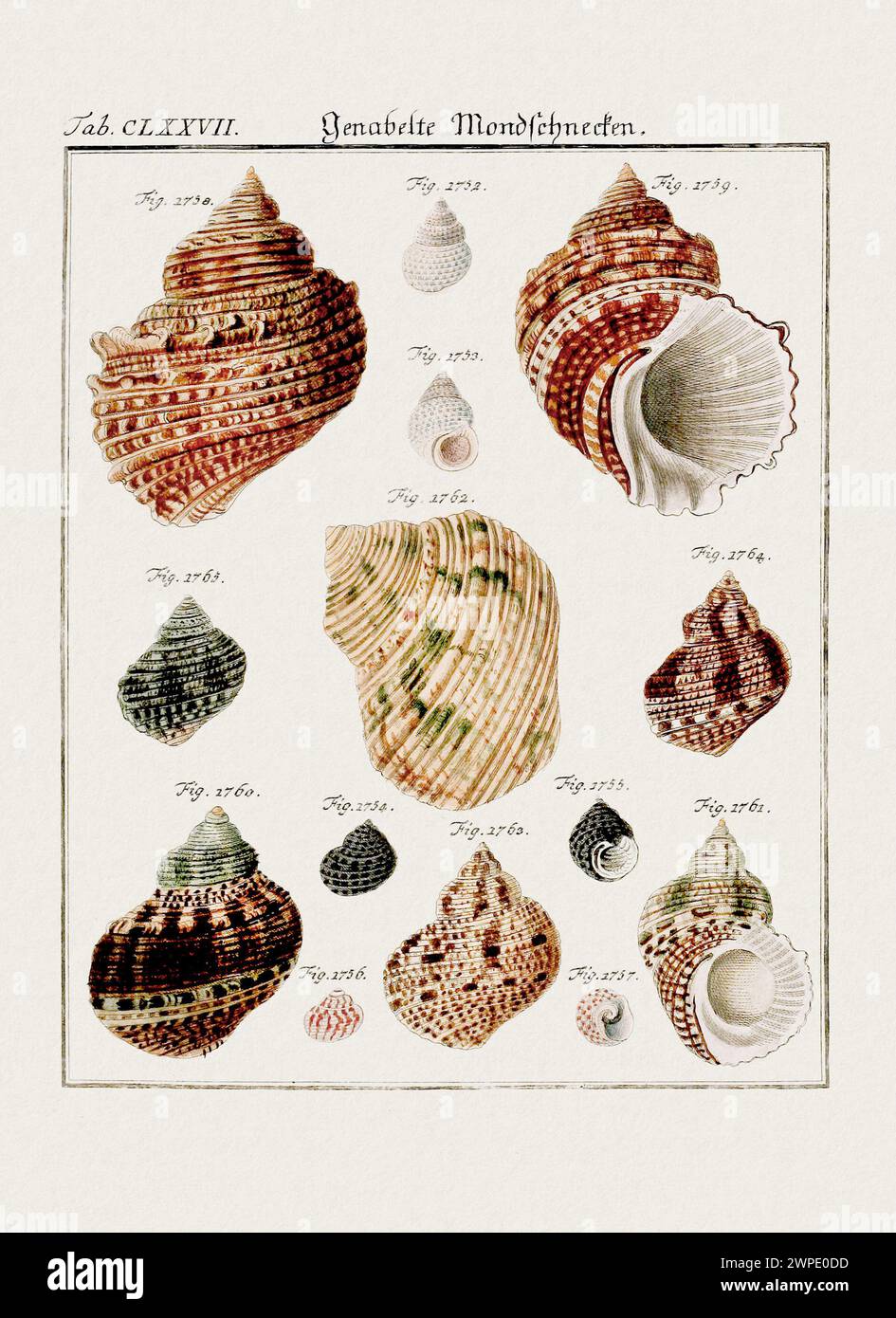 Vintage seashell illustration. German zoological art from the 18th ...