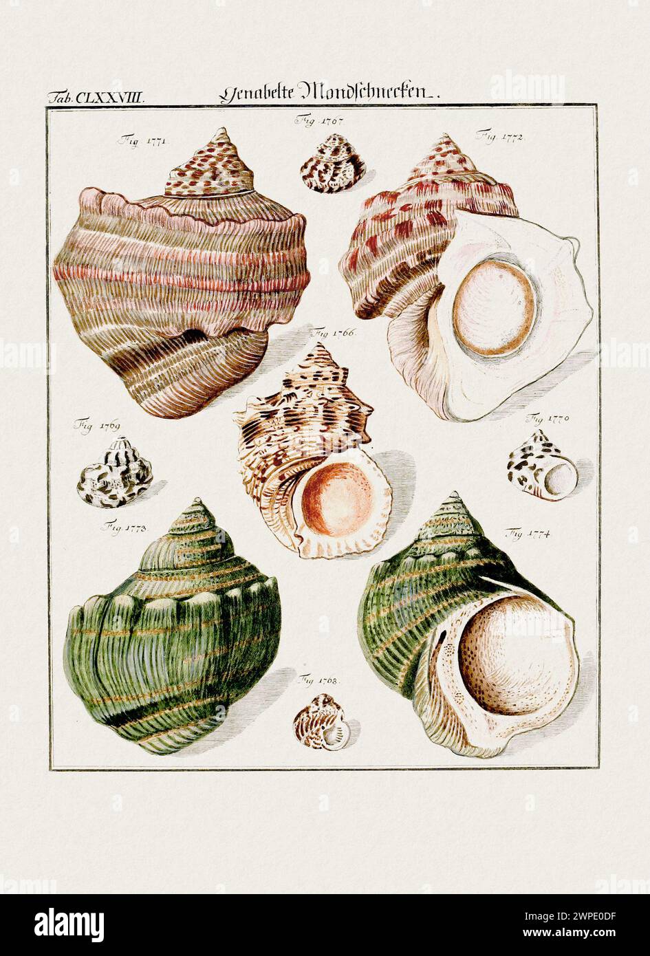 Vintage seashell illustration. German zoological art from the 18th ...