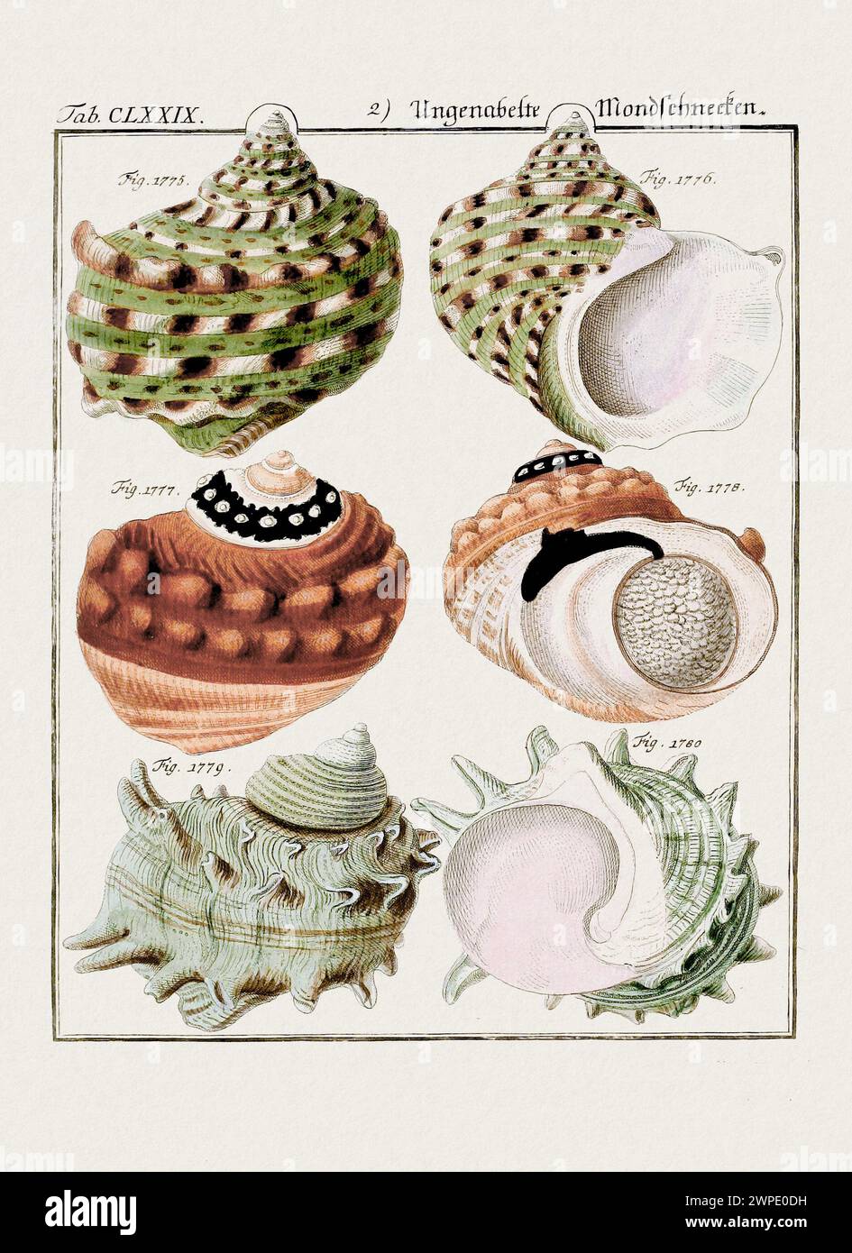 Vintage seashell illustration. German zoological art from the 18th ...