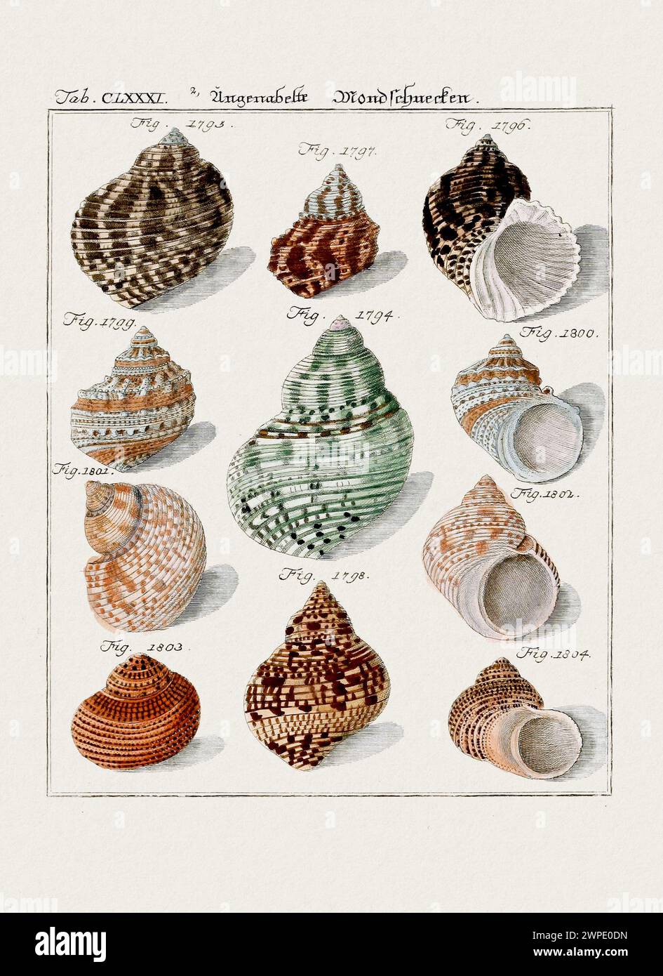 Vintage seashell illustration. German zoological art from the 18th ...
