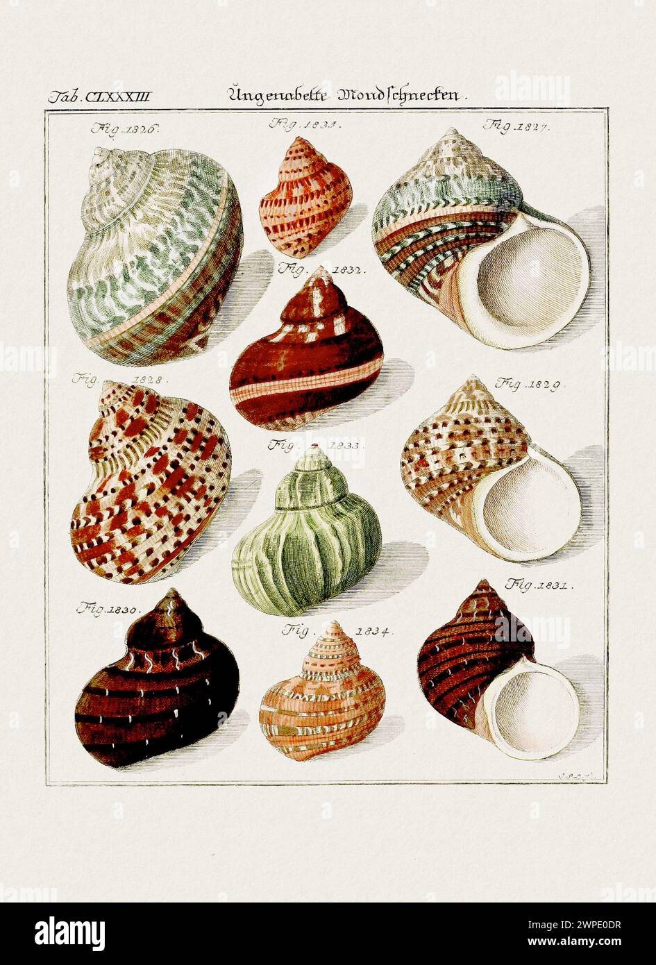 Vintage seashell illustration. German zoological art from the 18th ...