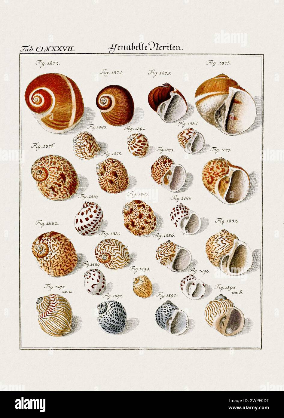 Vintage seashell illustration. German zoological art from the 18th ...