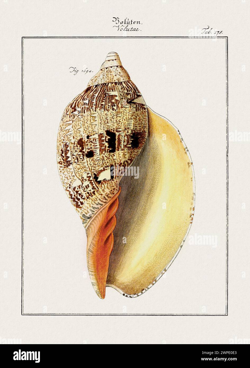 Vintage seashell illustration. German zoological art from the 18th ...