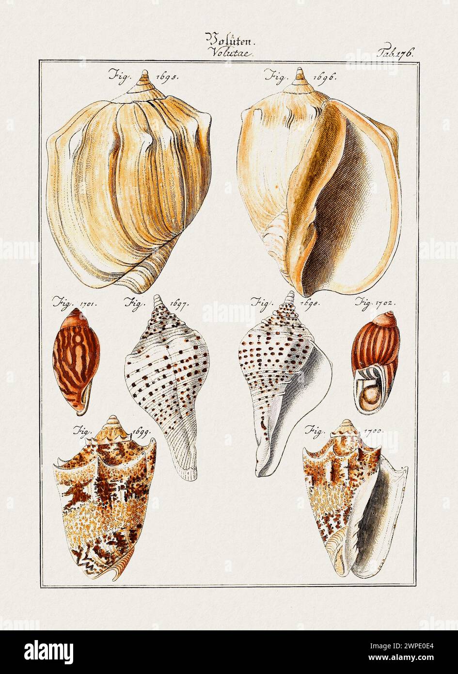 Vintage seashell illustration. German zoological art from the 18th ...