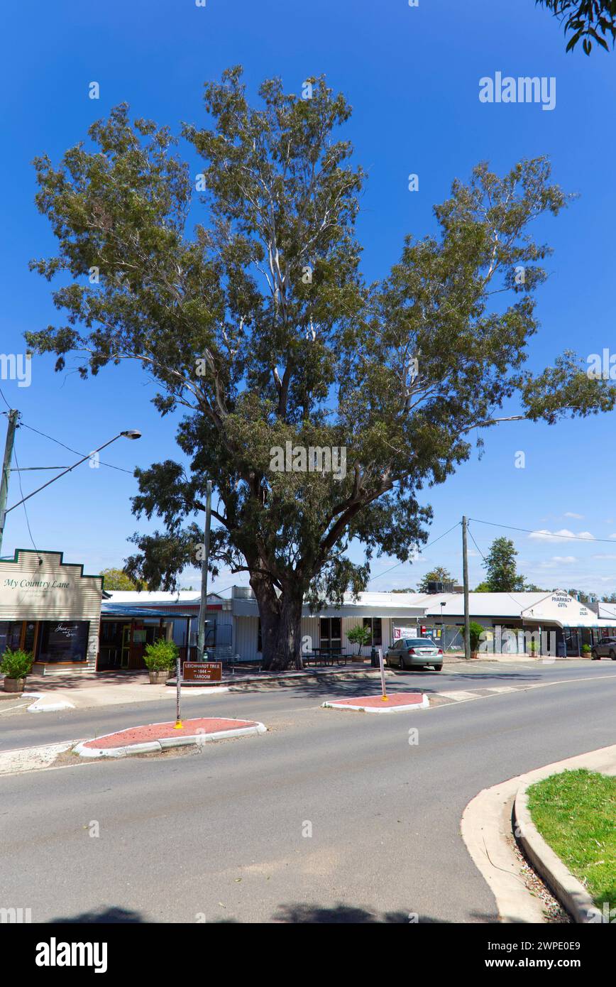 Famous tree marked by Frederich Wilhelm Ludwig Leichhardt (1813-1848 ...