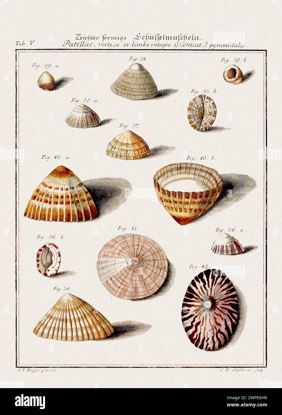 Vintage seashell illustration. German zoological art from the 18th ...