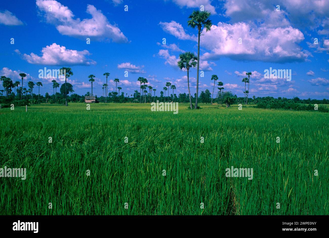 Padi fields with coconut trees, Siem Riep, Cambodia Stock Photo - Alamy