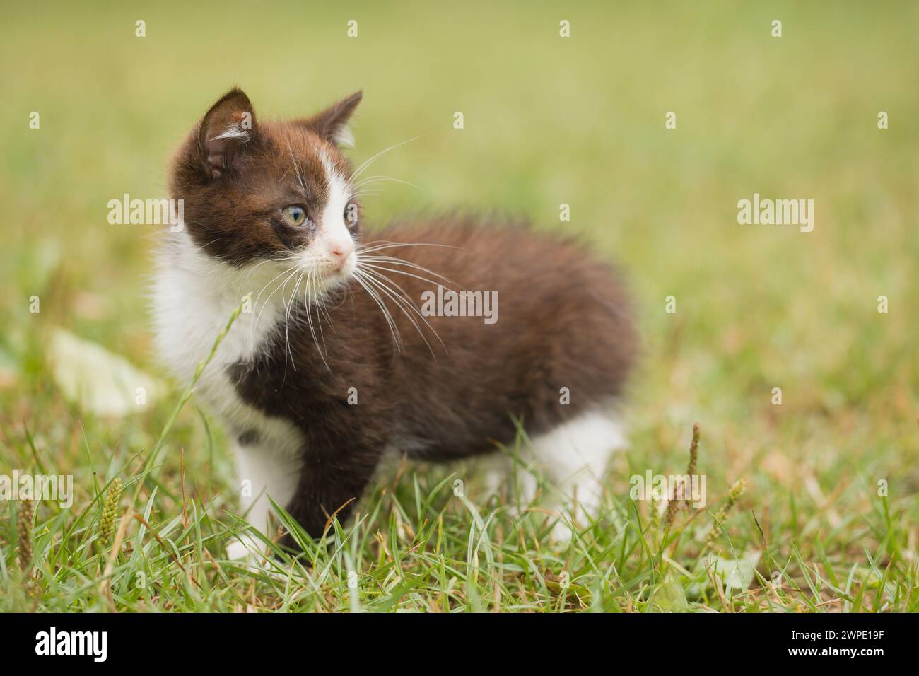 Kitten exploring the world hi-res stock photography and images - Alamy