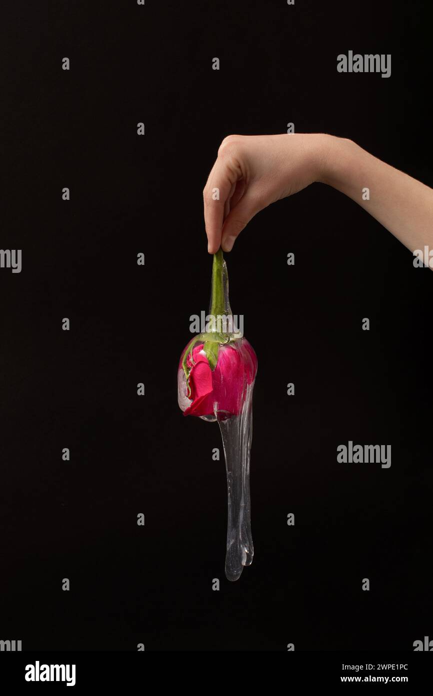 Hand holding red rose flower with slime on black background. Creative ...